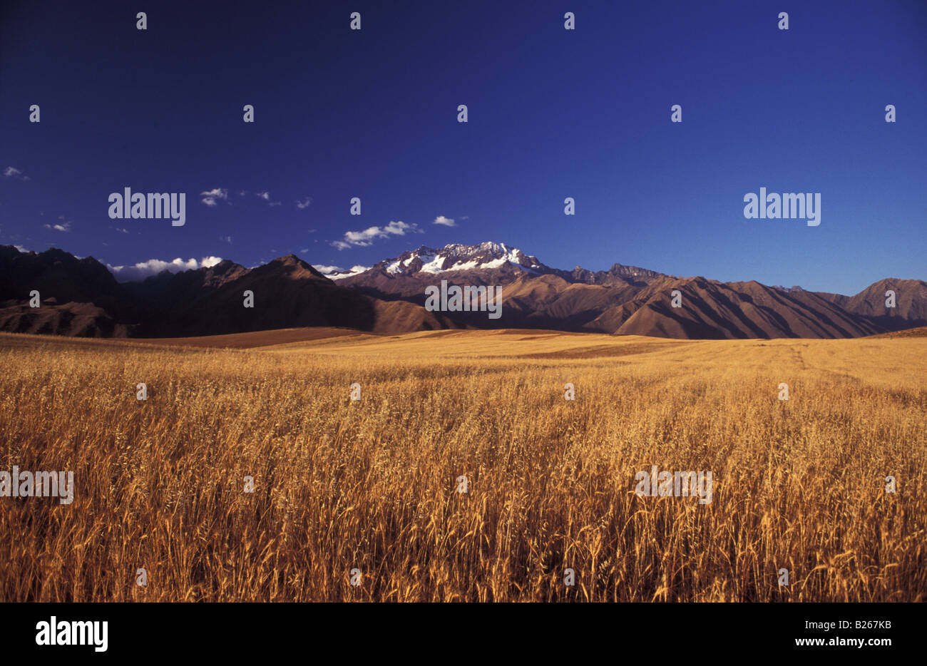 View of the Sacred Valley of the Incas over barley fields Stock Photo ...