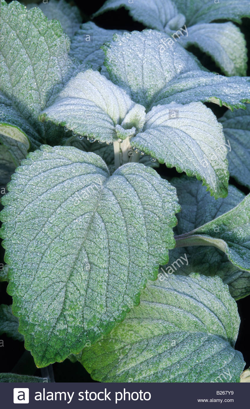 Plectranthus Argentatus Stock Photos & Plectranthus Argentatus Stock ...