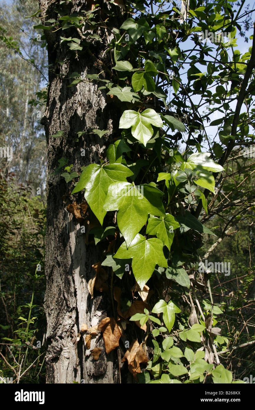 ivy plant growing on tree in dark forest Stock Photo - Alamy