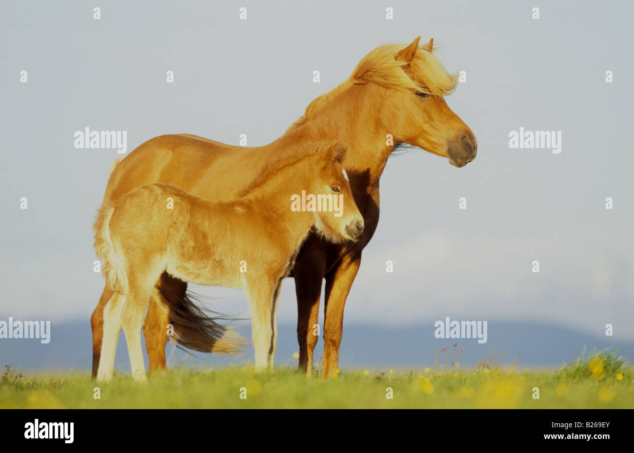 Icelandic Horse (Equus caballus), mare with foal on a meadow Stock ...