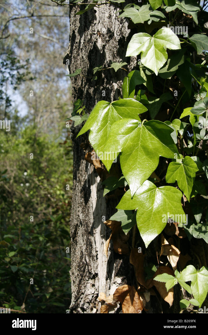 ivy plant growing on tree in dark forest Stock Photo - Alamy