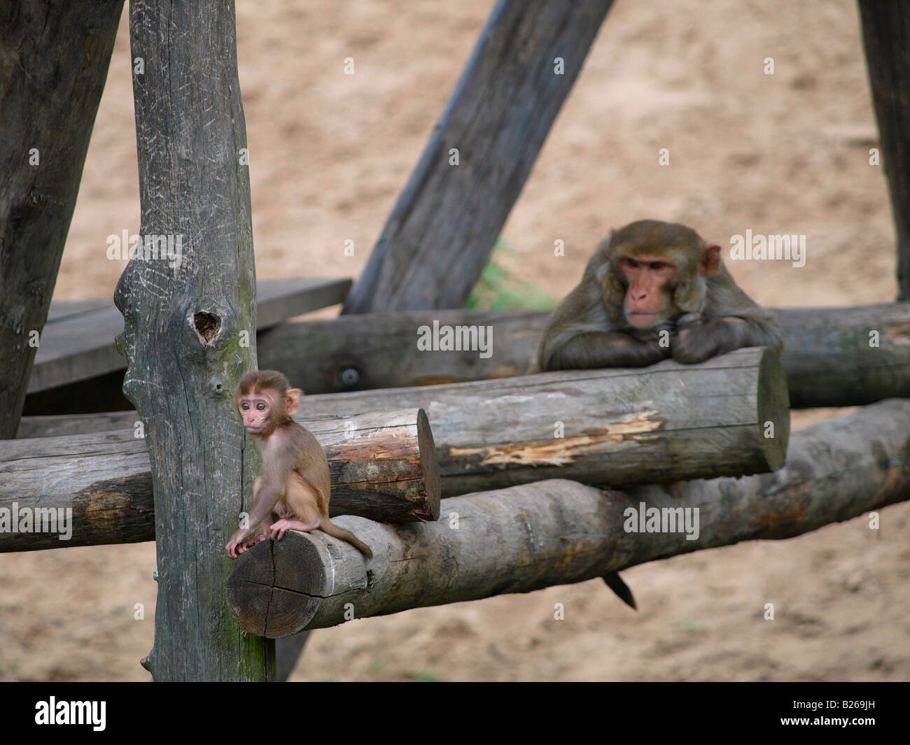 Very cute baby monkey and its mother in the Beekse Bergen zoo in ...