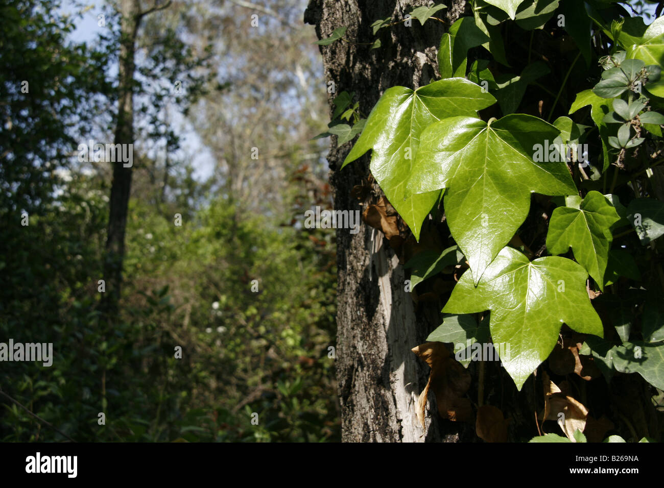 ivy plant growing on tree in dark forest Stock Photo - Alamy