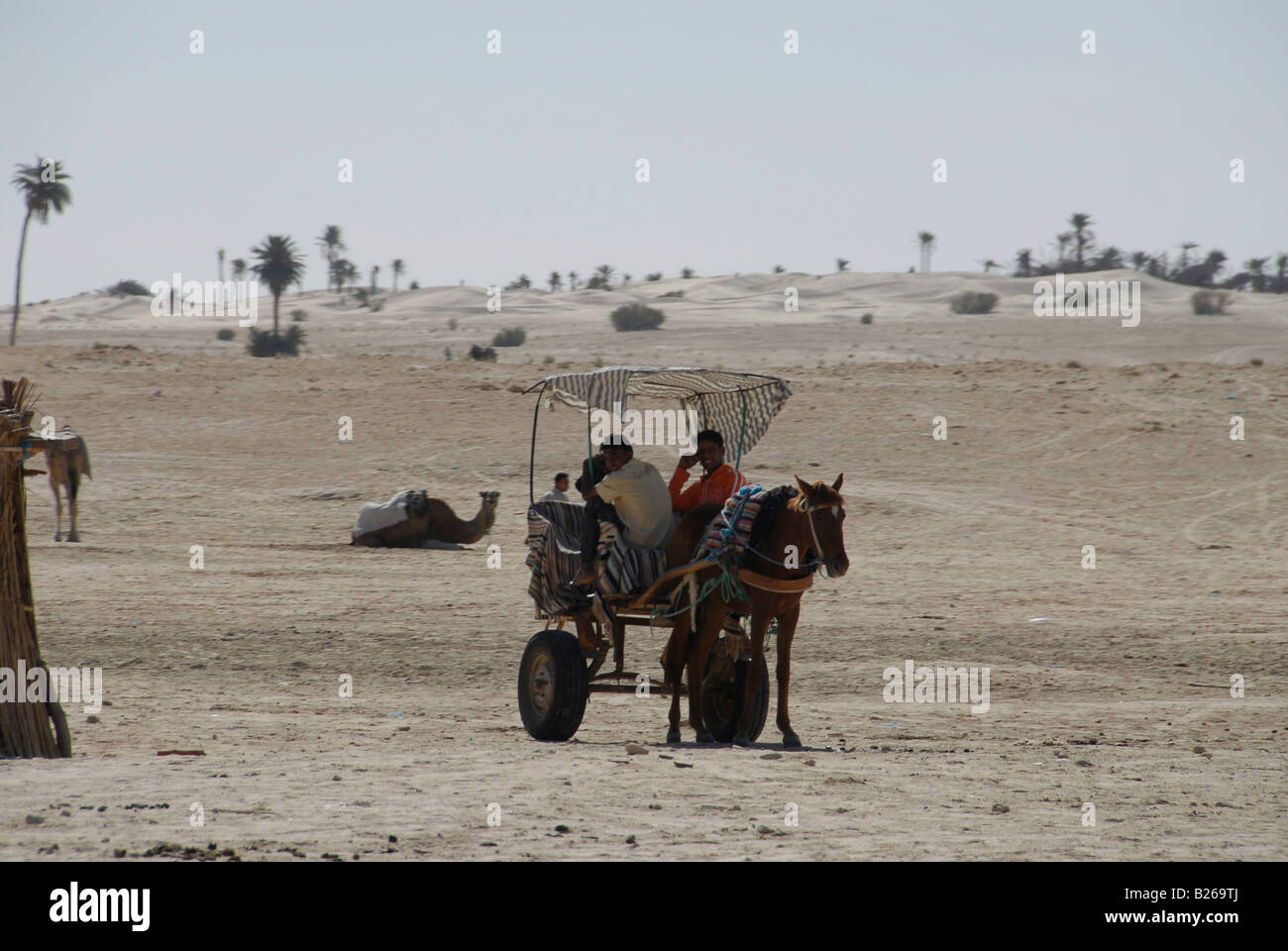 Life in the desert, horse pulling cart, Zaafrane, Sahara, Tunisia ...