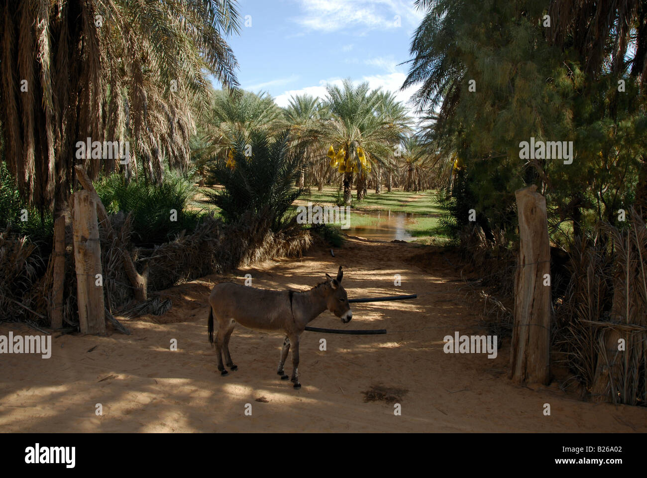 A donkey at the desert oasis, Ksar Ghilane, Sahara, Tunisia, Africa ...