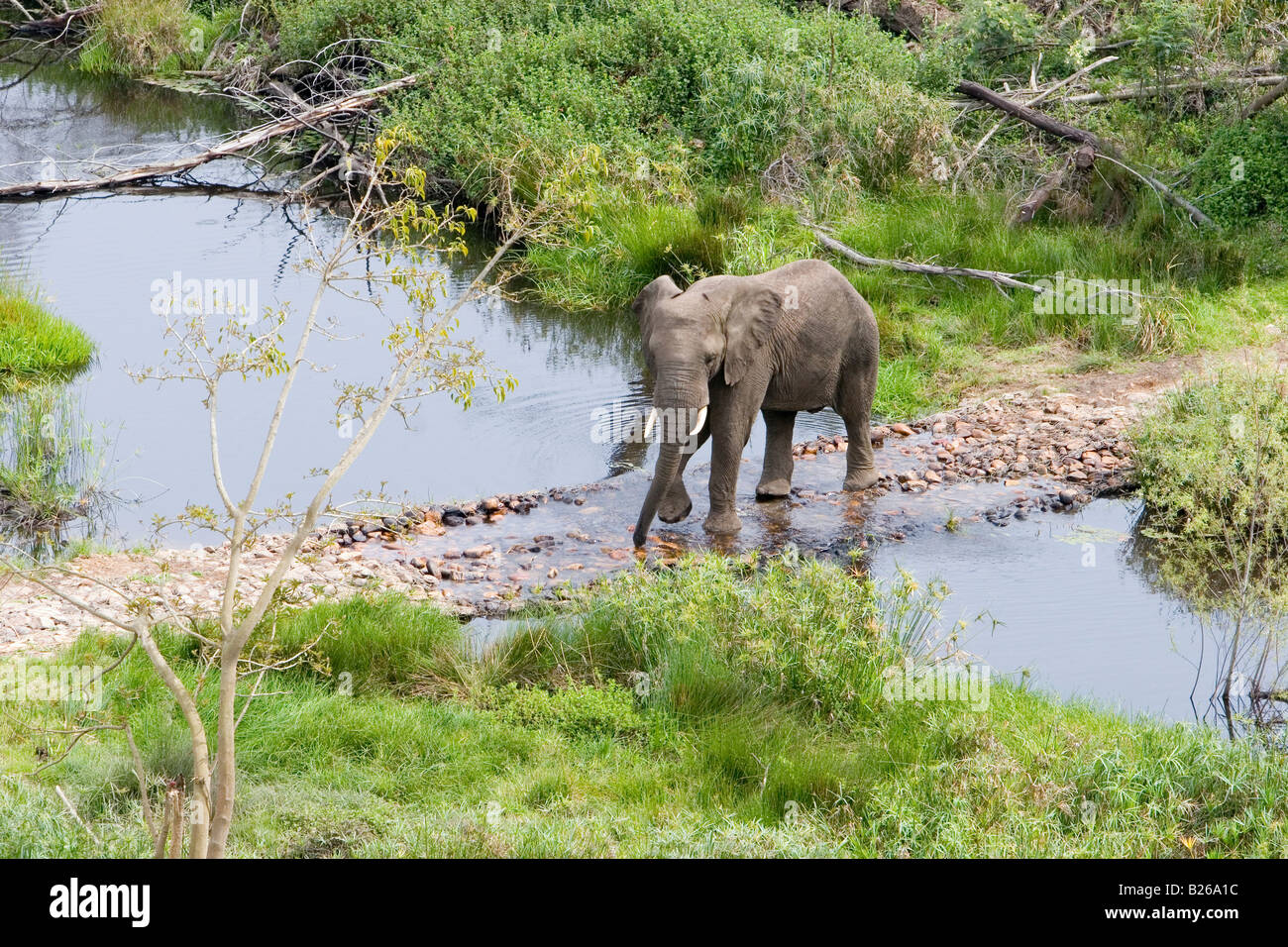 An elephant crossing a river, South Africa, Africa Stock Photo - Alamy