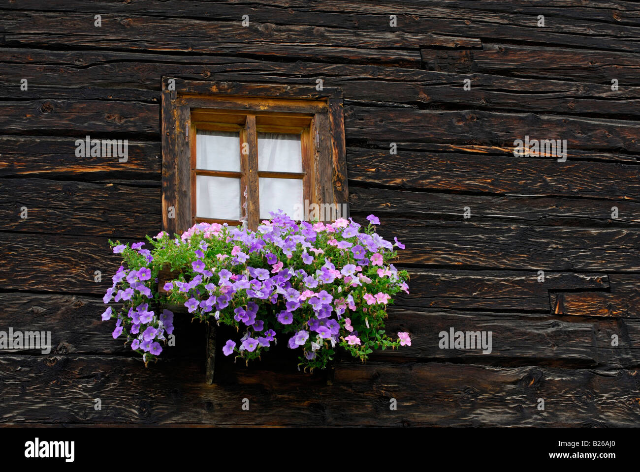 Flower box at a farmhouse, Livigno, Lombardy, Italy Stock Photo - Alamy