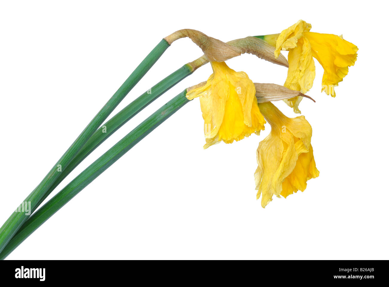 Dry daffodils hi-res stock photography and images - Alamy