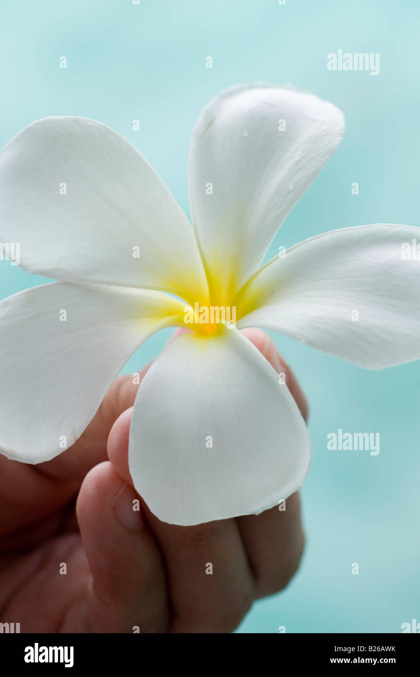 Exotic Flower, Spa, Monoi Bluete, Four Seasons Resort Landaa Giraavaru ...