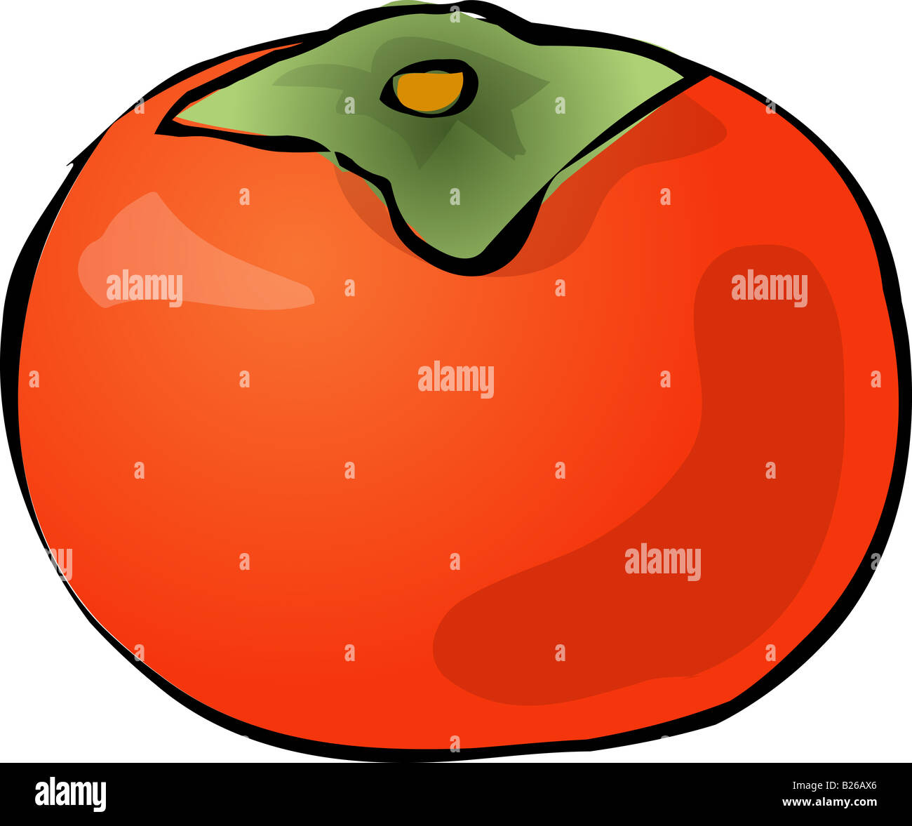 Persimmon fruit hand drawn colored lineart illustration Stock Photo - Alamy