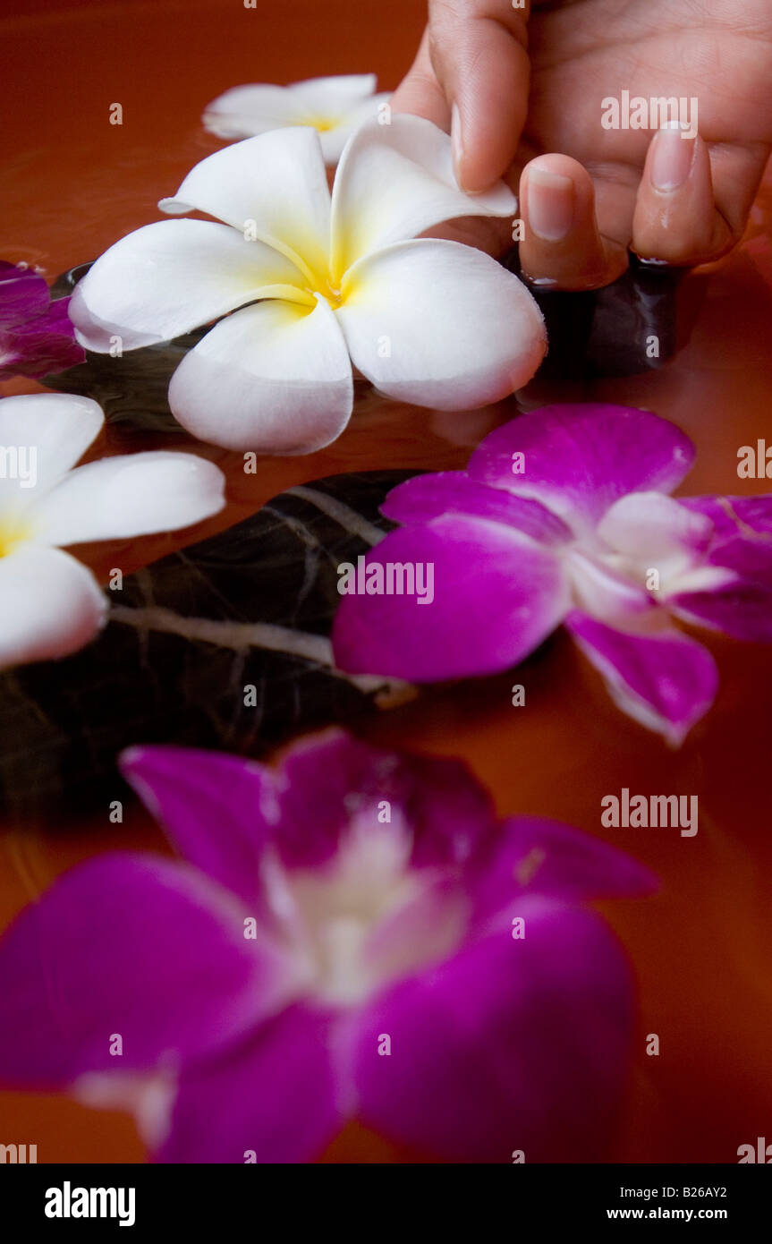 Orchid Flowers in a spa, One & Only Resort Reethi Rah, Maldives Stock ...