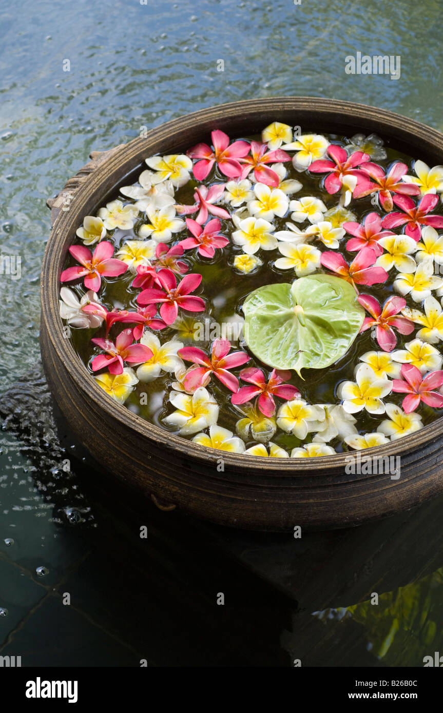 Flower blossoms in water, Flower decoration in Hotel Shanti Ananda ...