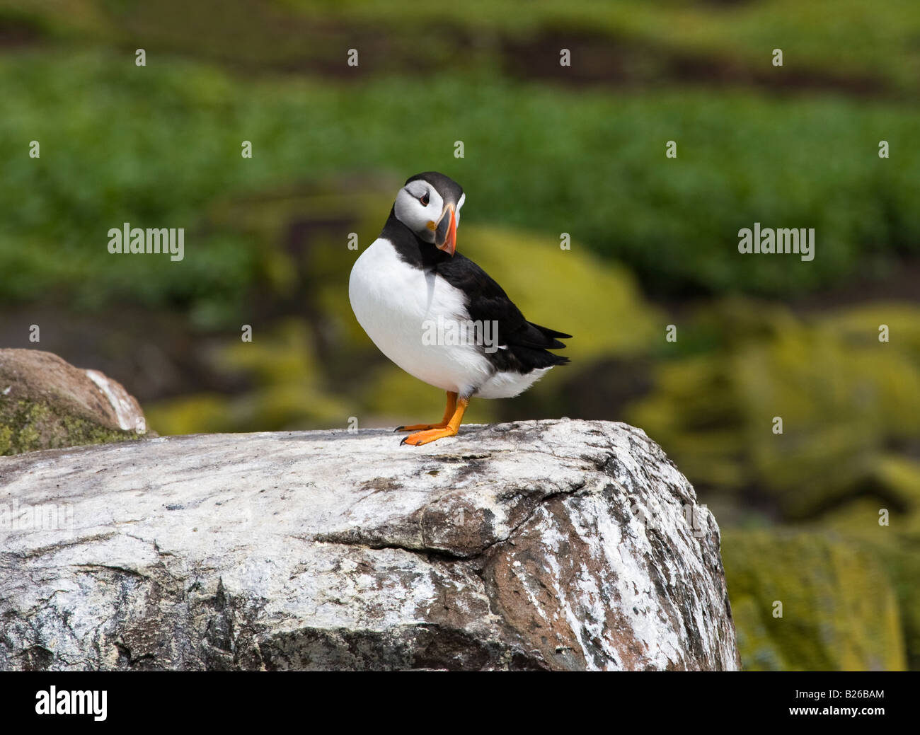 Puffin chick breeding on rocks Stock Photo - Alamy