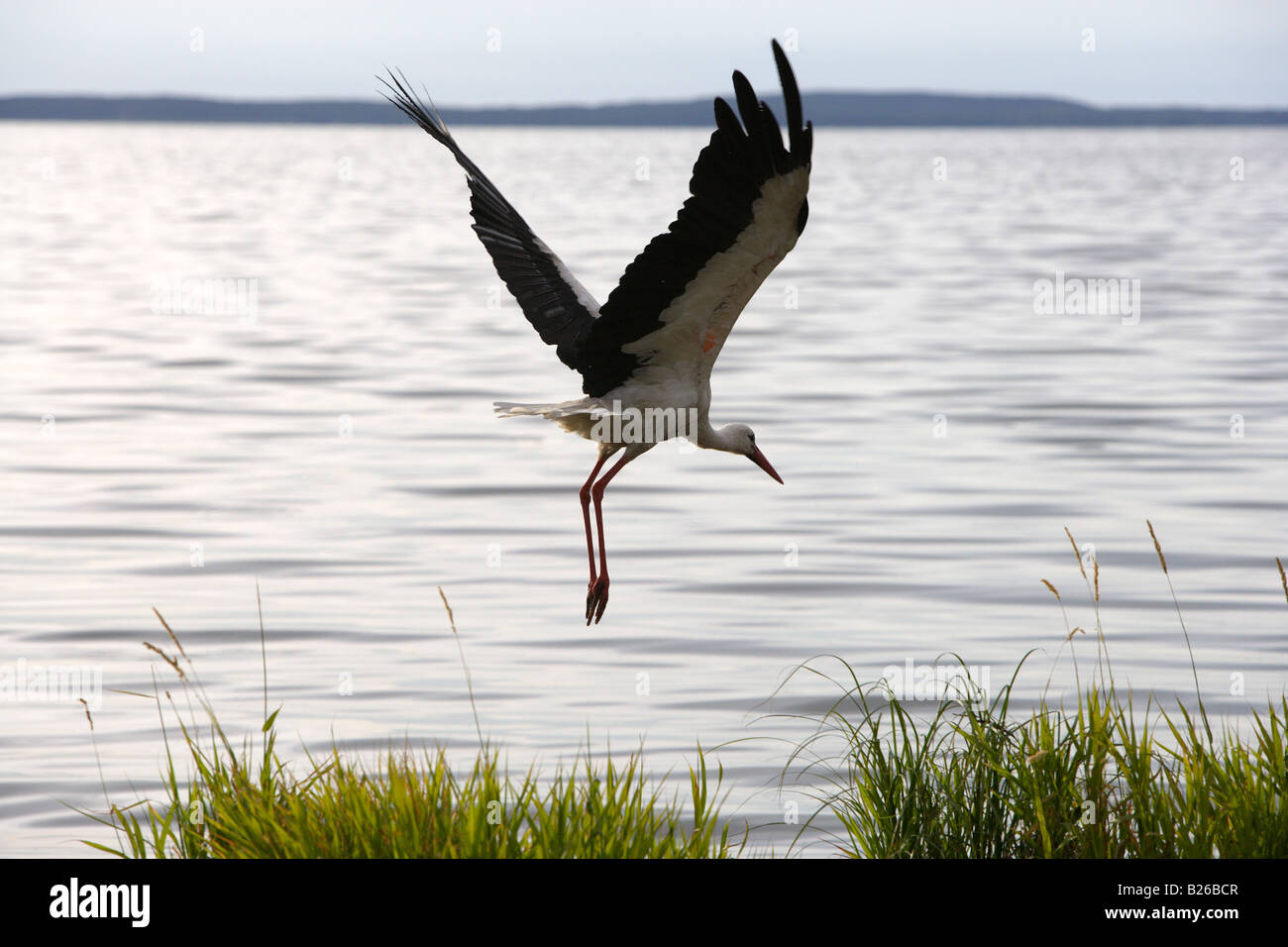 Bird sanctuary in the Nemunas delta, Lithuania Stock Photo - Alamy