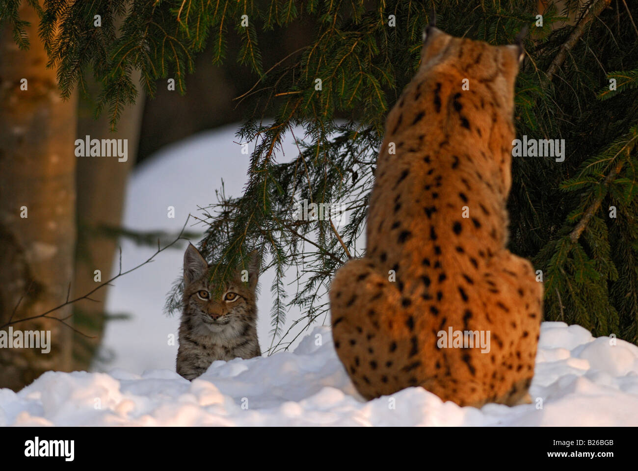 Lynx cub approaching mother, Lynx, Lynx lynx, outdoor-enclosure ...