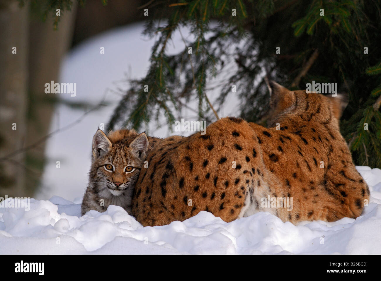 Lynx lying down hi-res stock photography and images - Alamy