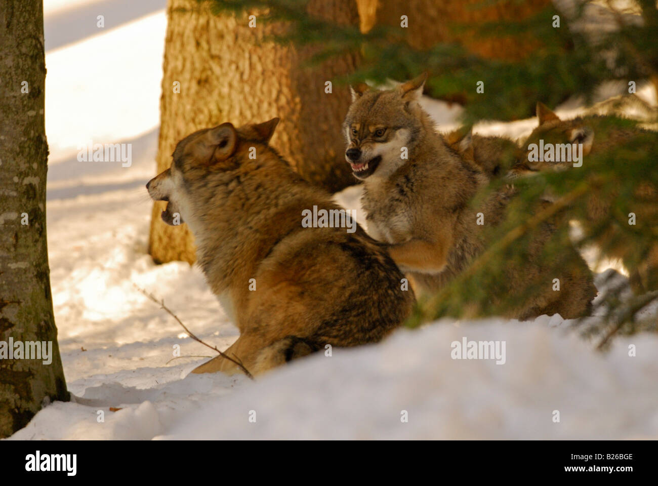 wolf, three wolves in interaction, outdoor-enclosure, Bavarian Forest ...