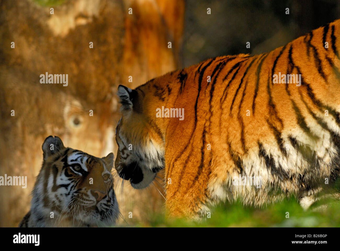 Two Siberian tigers in interaction, couple looking in each other eyes ...