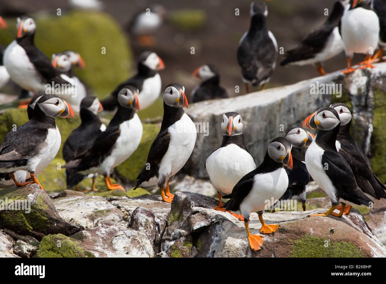 Group of Puffins sitting on rocks Stock Photo - Alamy
