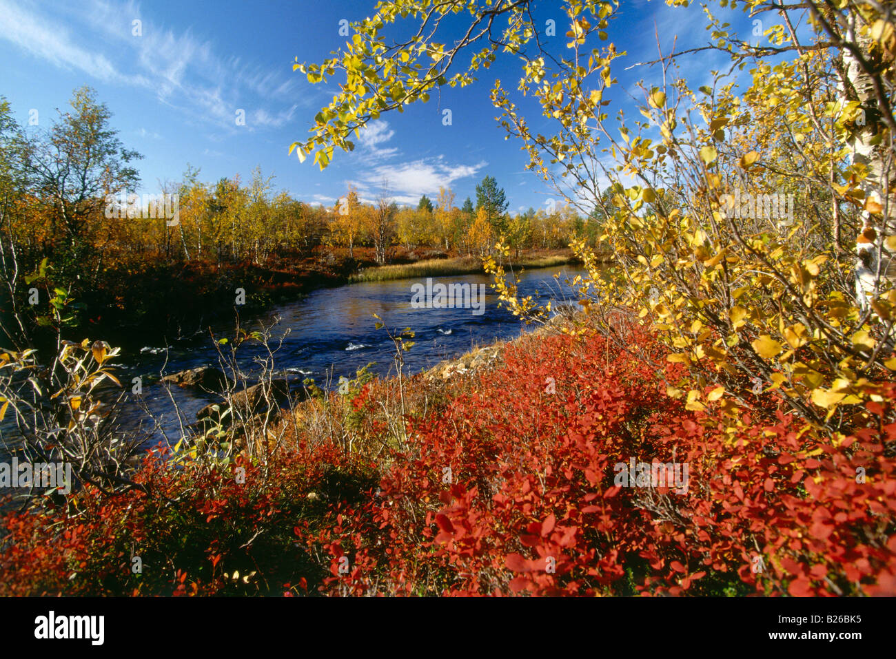 Finland plants hi-res stock photography and images - Alamy