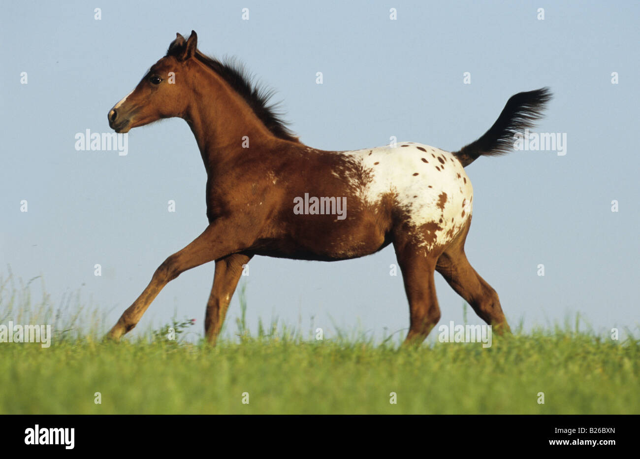 Araappaloosa horse equus caballus foal hi-res stock photography and ...