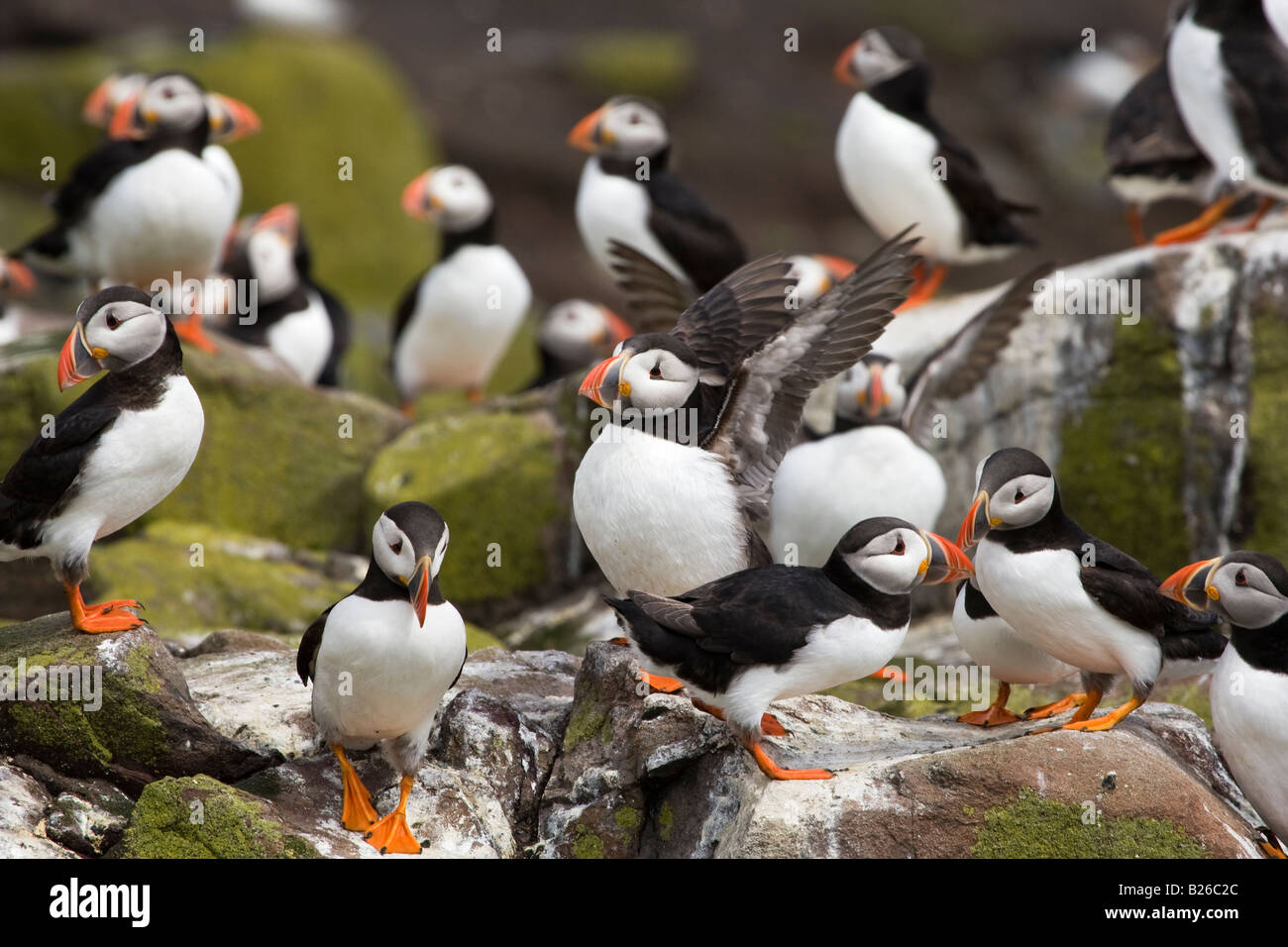 Group of Puffins sitting on rocks in Farne Island, England Stock Photo ...