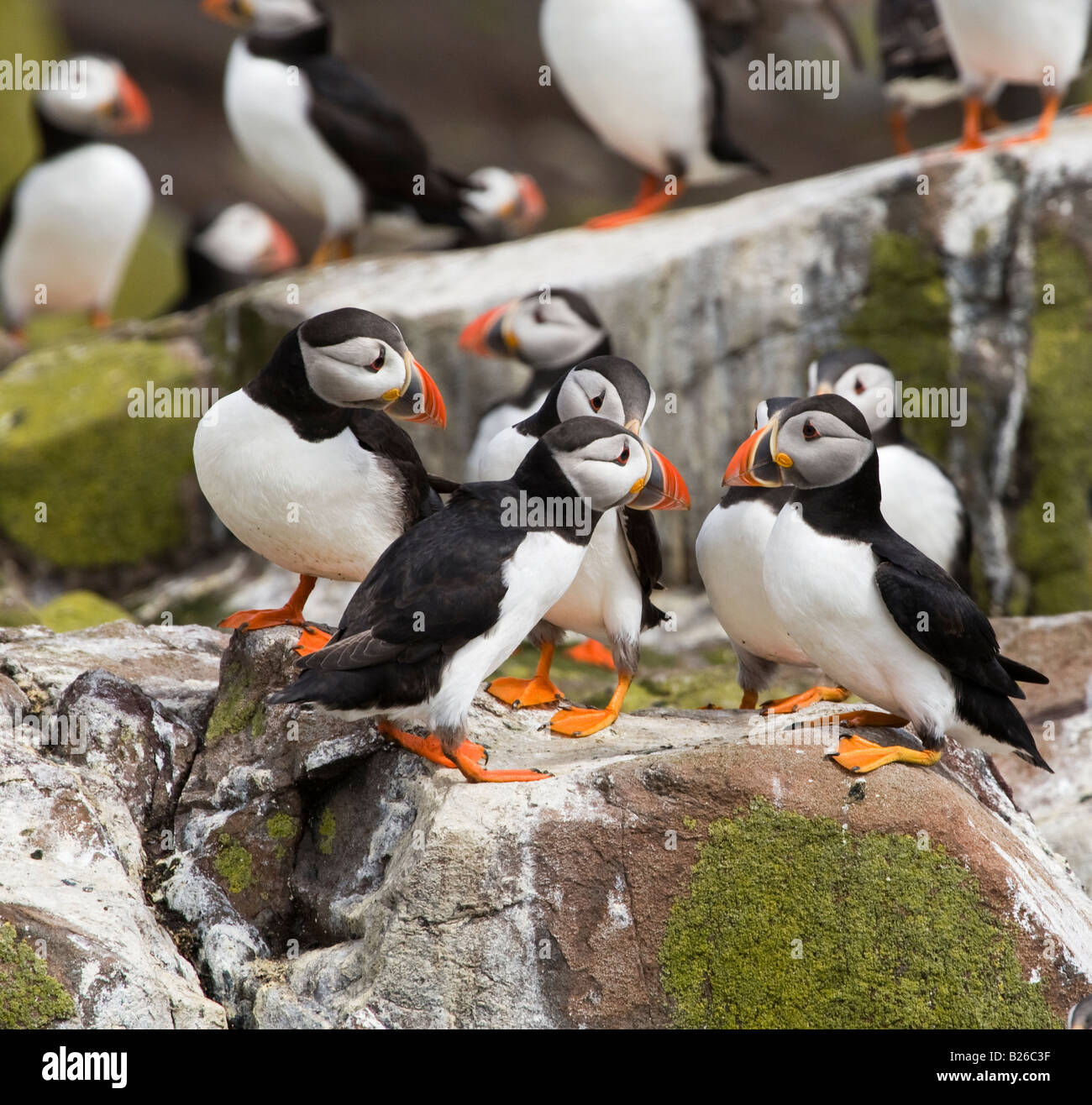Group of Puffins sitting on rocks Stock Photo - Alamy
