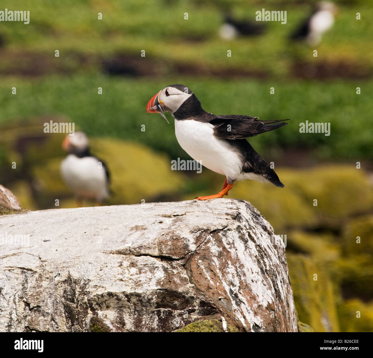 Two birds sitting on stone hi-res stock photography and images - Alamy
