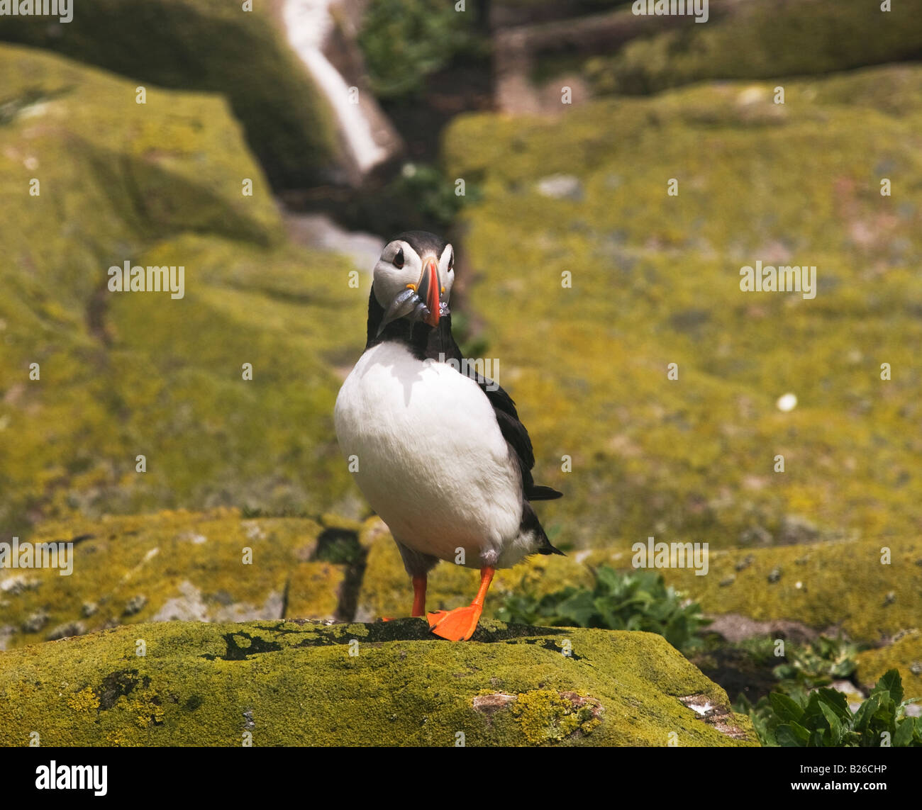 Puffin bird sitting on rocks Stock Photo - Alamy