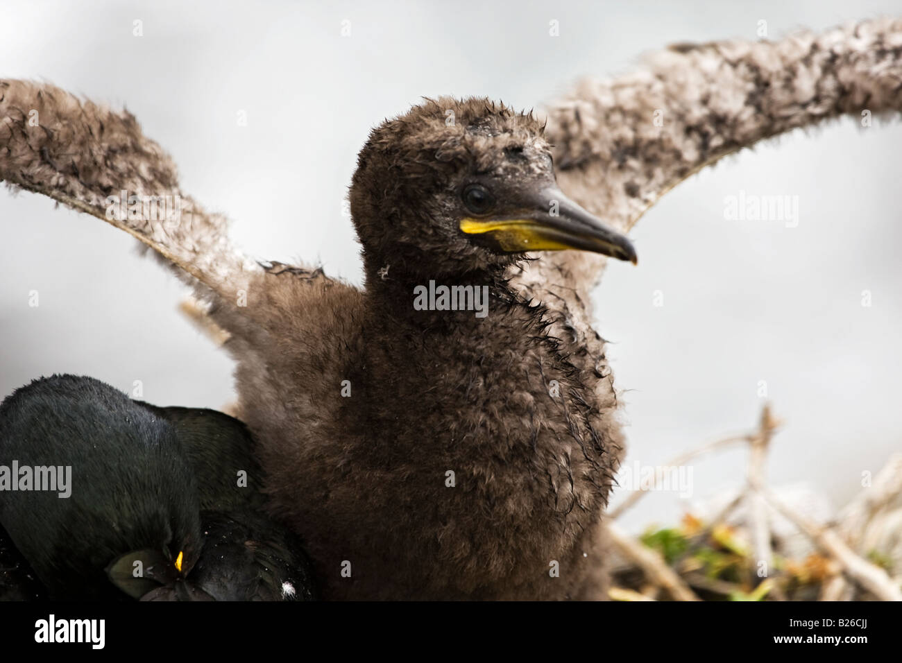 Avian offspring hi-res stock photography and images - Alamy