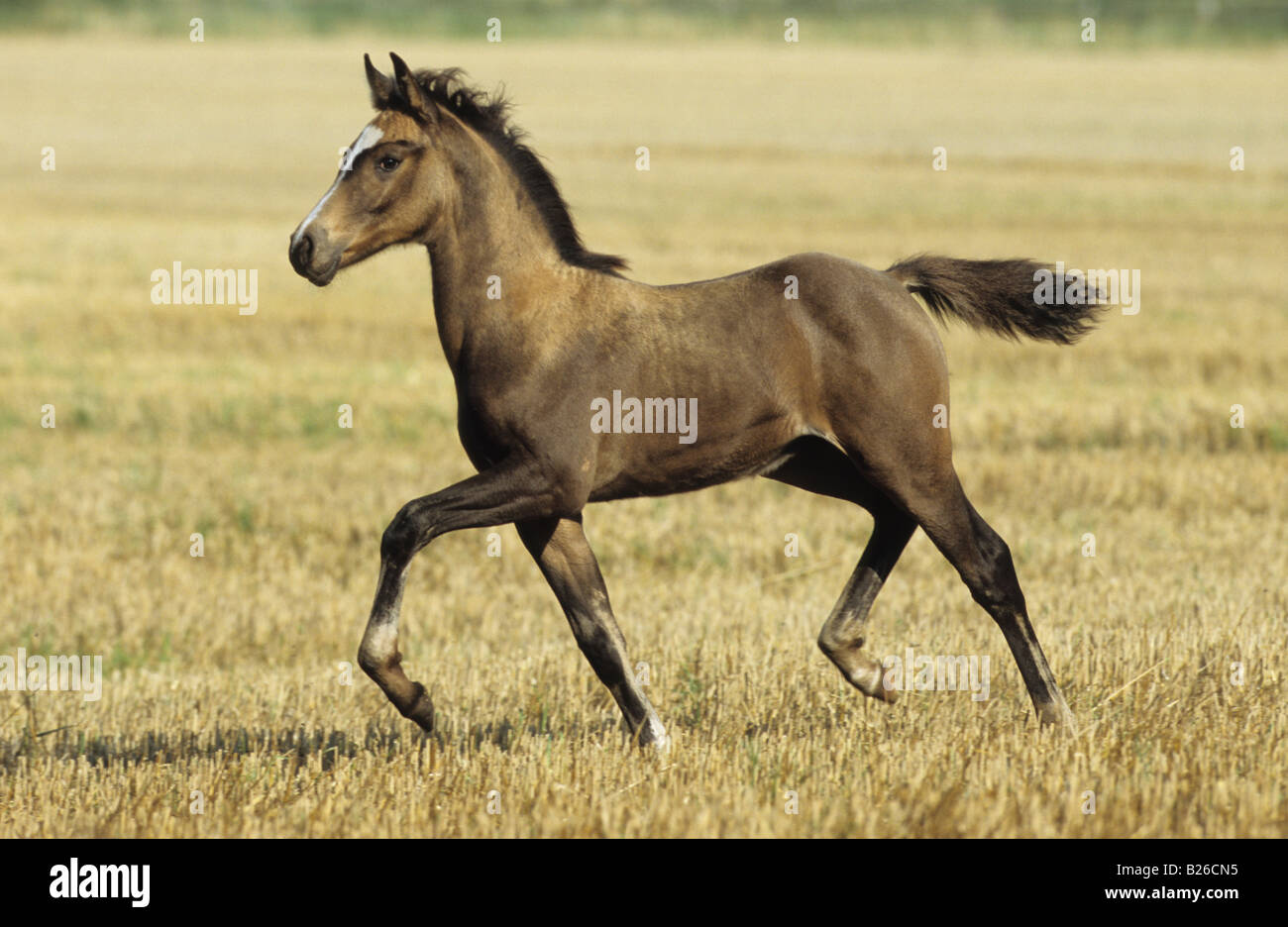 Barb horse hi-res stock photography and images - Alamy
