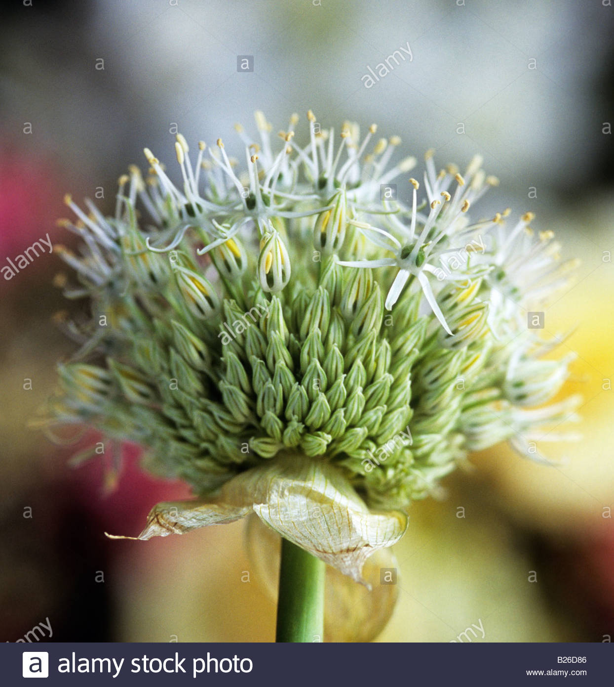 Allium Mount Everest Stock Photos & Allium Mount Everest Stock Images ...