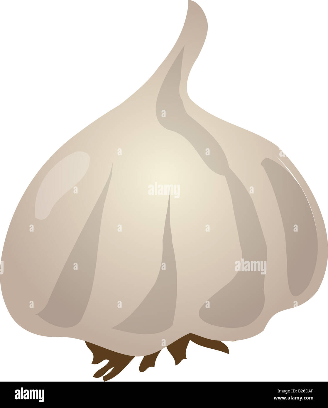 Sketch of garlic Hand drawn lineart look illustration Stock Photo - Alamy