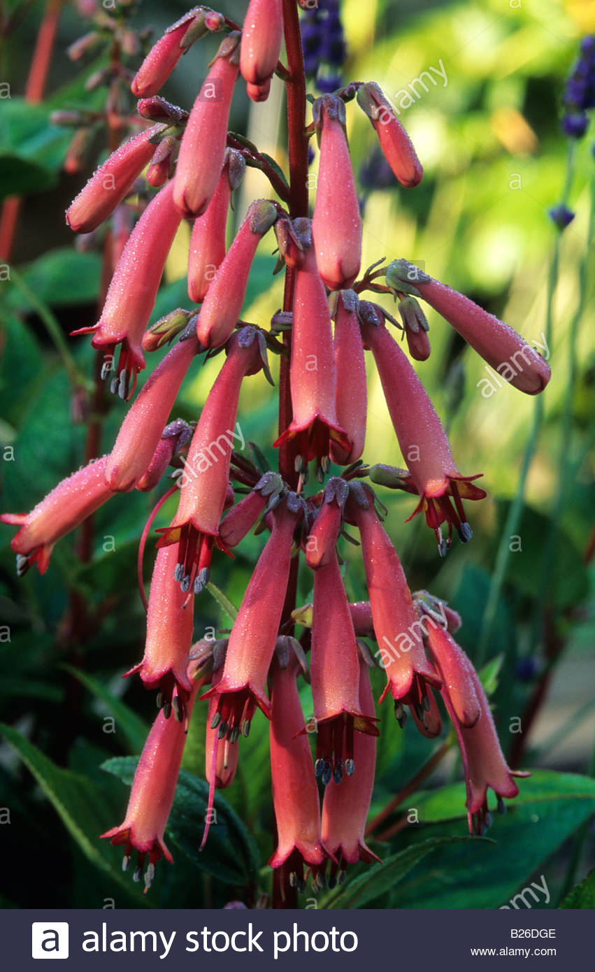 Phygelius Stock Photos & Phygelius Stock Images - Alamy