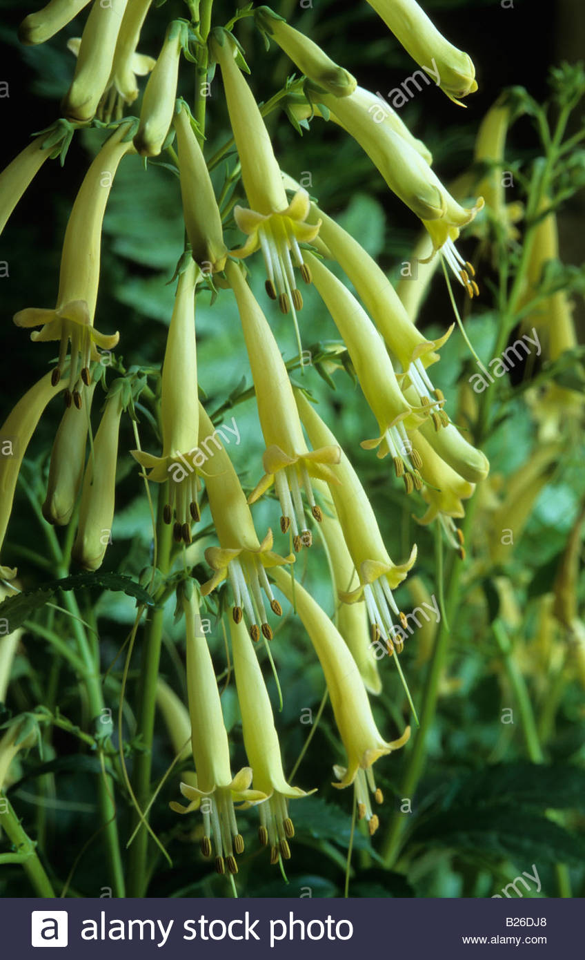 Phygelius Stock Photos & Phygelius Stock Images - Alamy