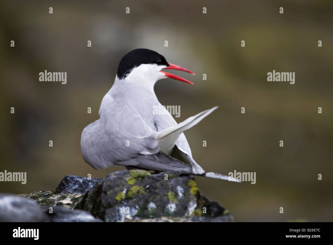 Tern sitting hi-res stock photography and images - Alamy