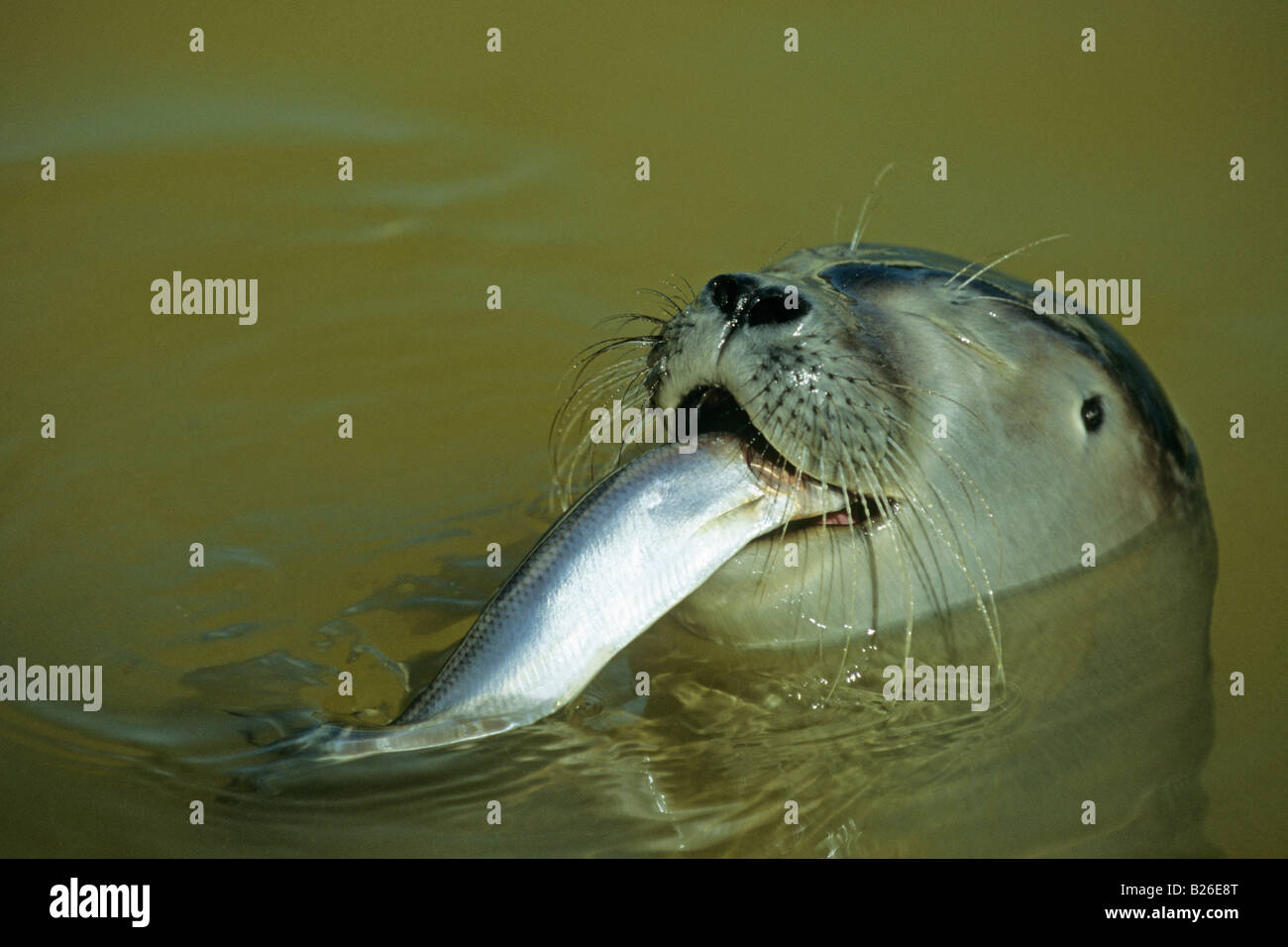 Harbor Seal Eating Fish