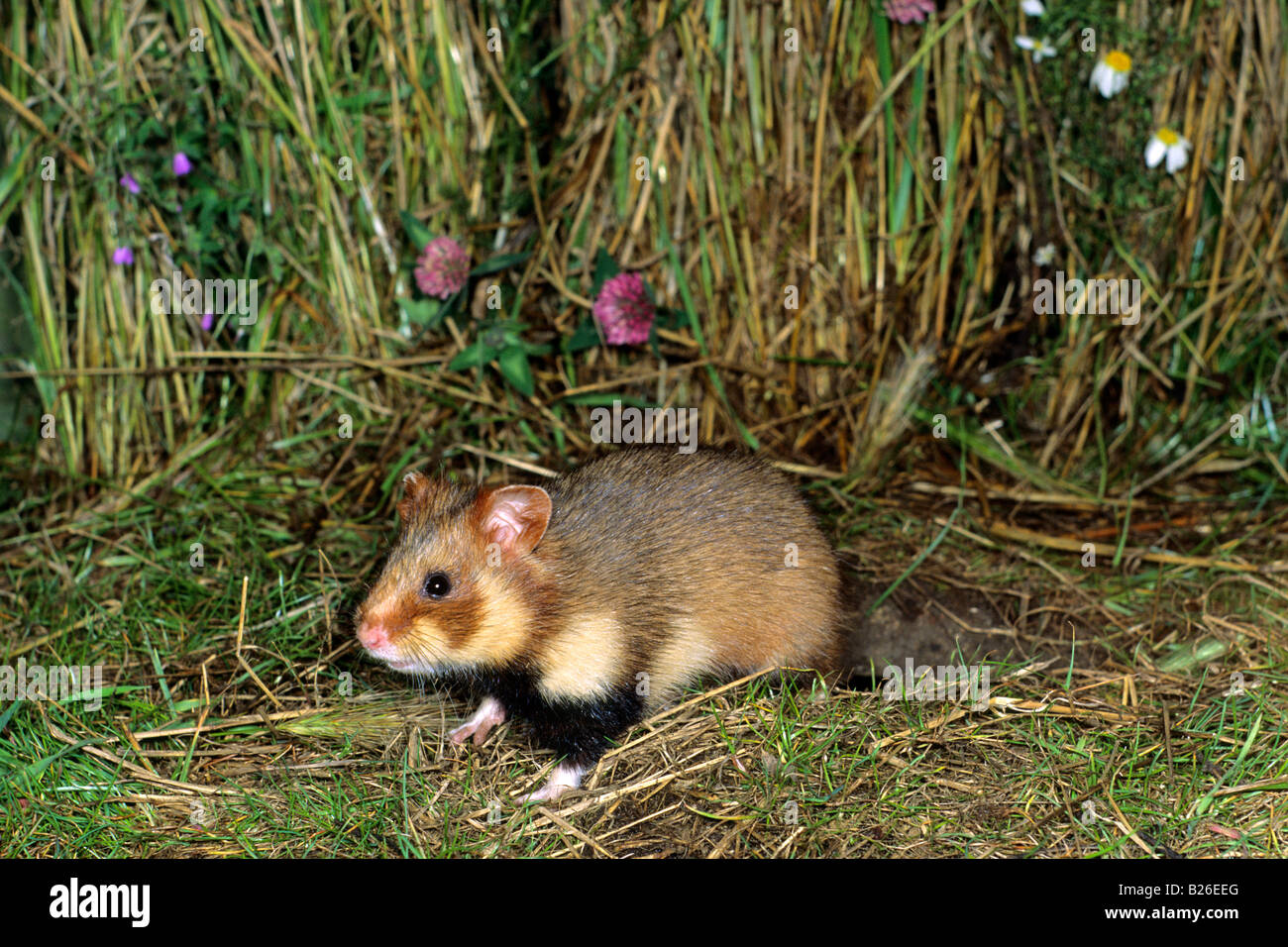 Field hamster hi-res stock photography and images - Alamy