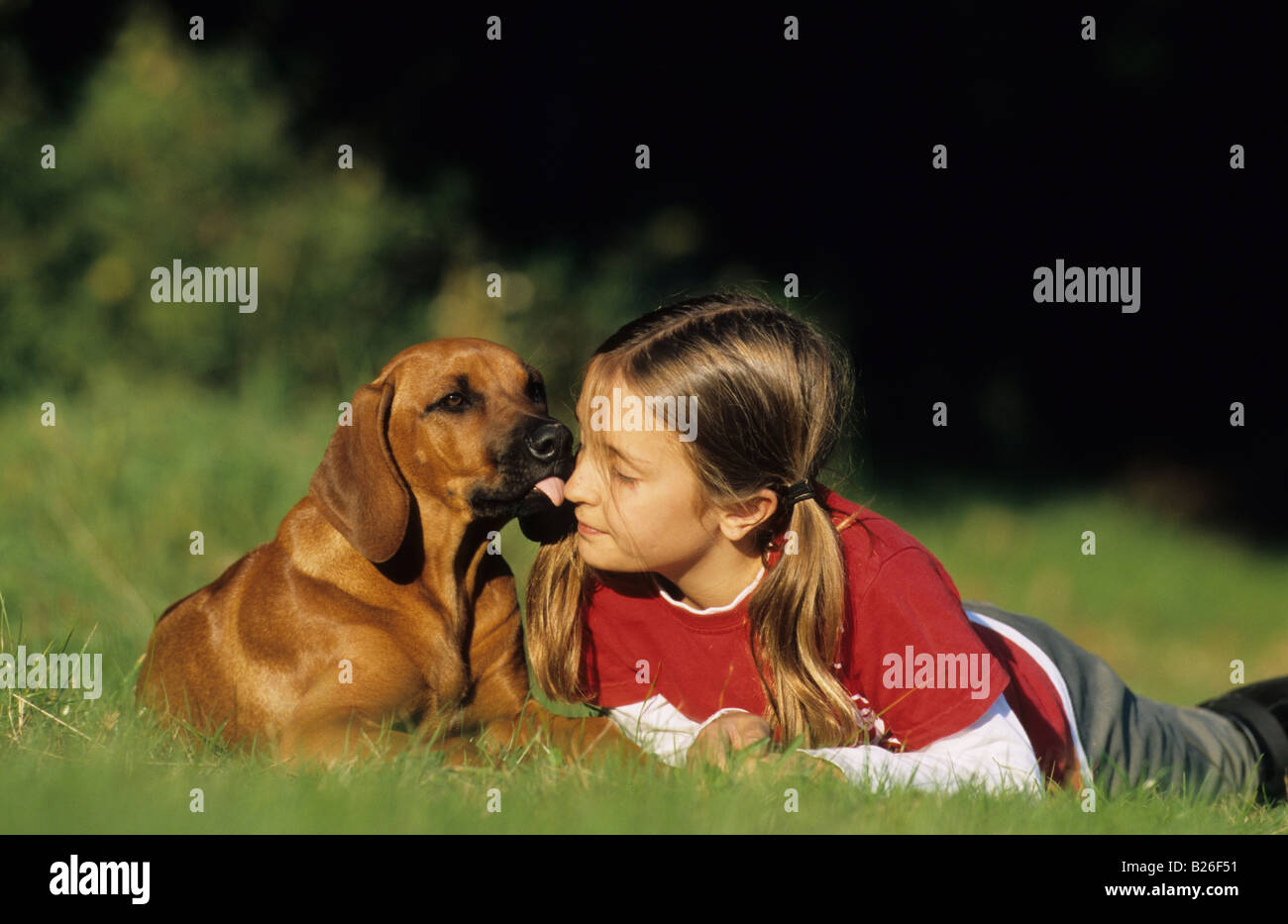 Rhodesian Ridgeback (Canis lupus familiaris), lying with a girl on a ...
