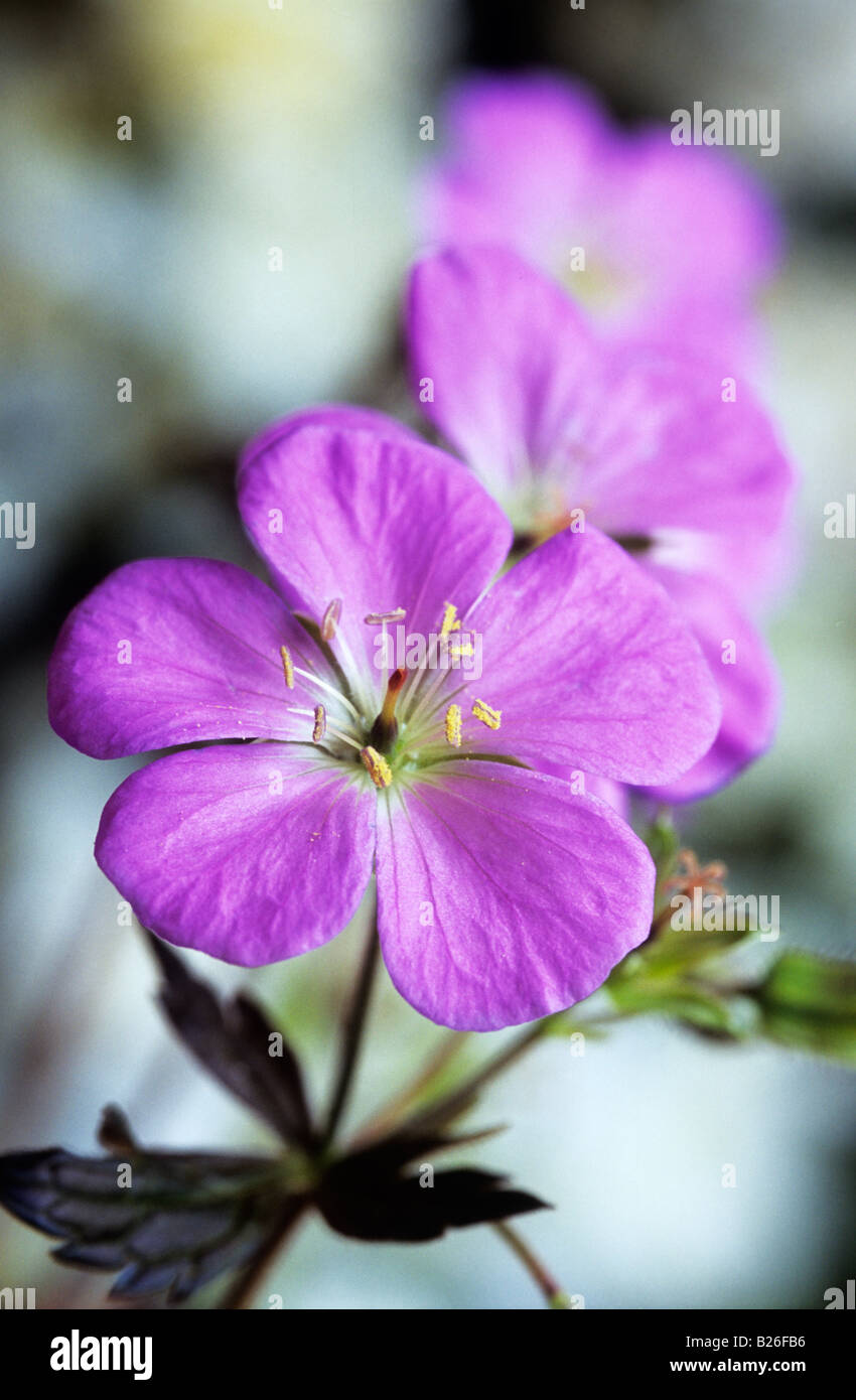 Geranium maculatum Elizabeth Ann Stock Photo - Alamy