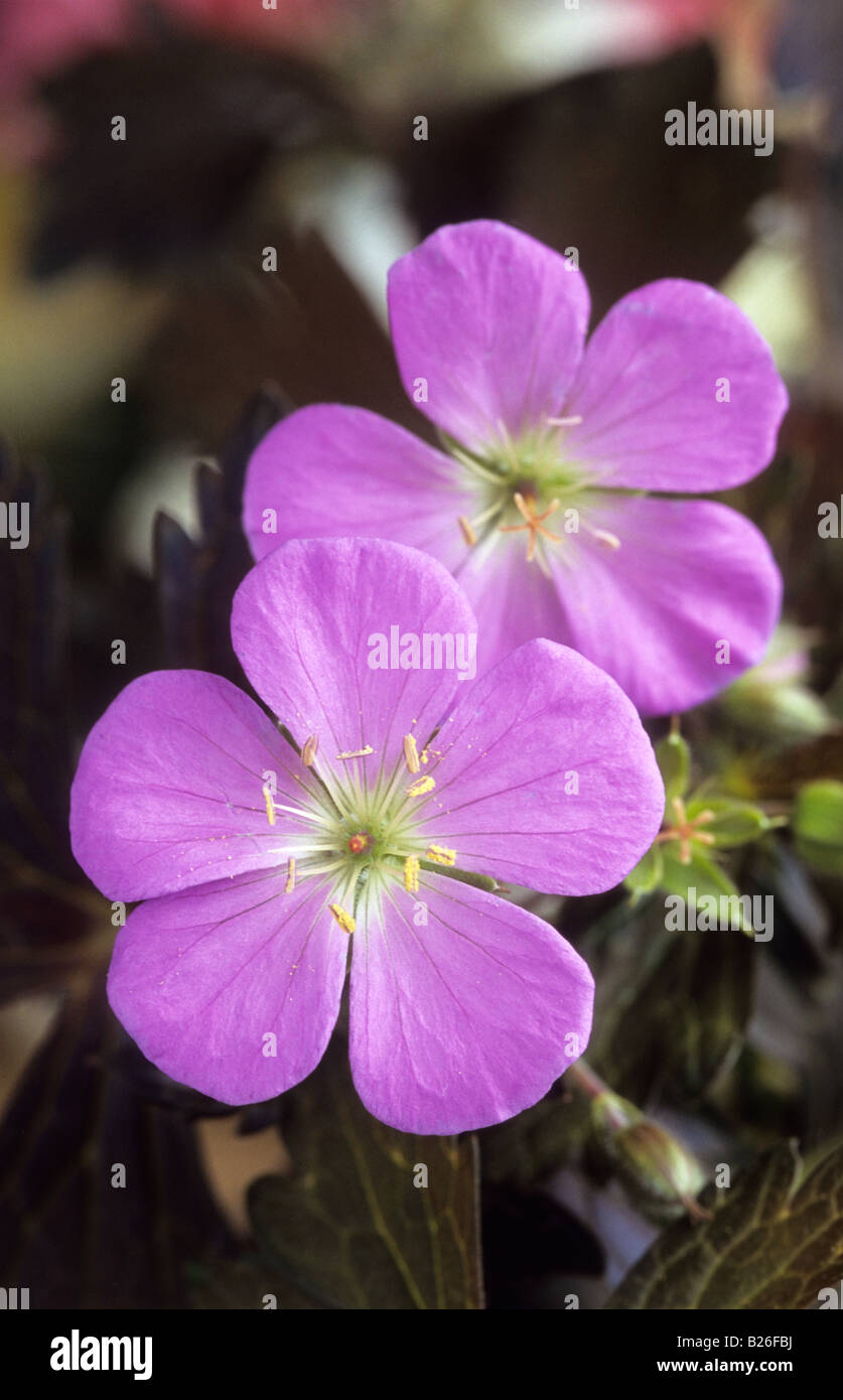 Geranium maculatum Elizabeth Ann Stock Photo - Alamy