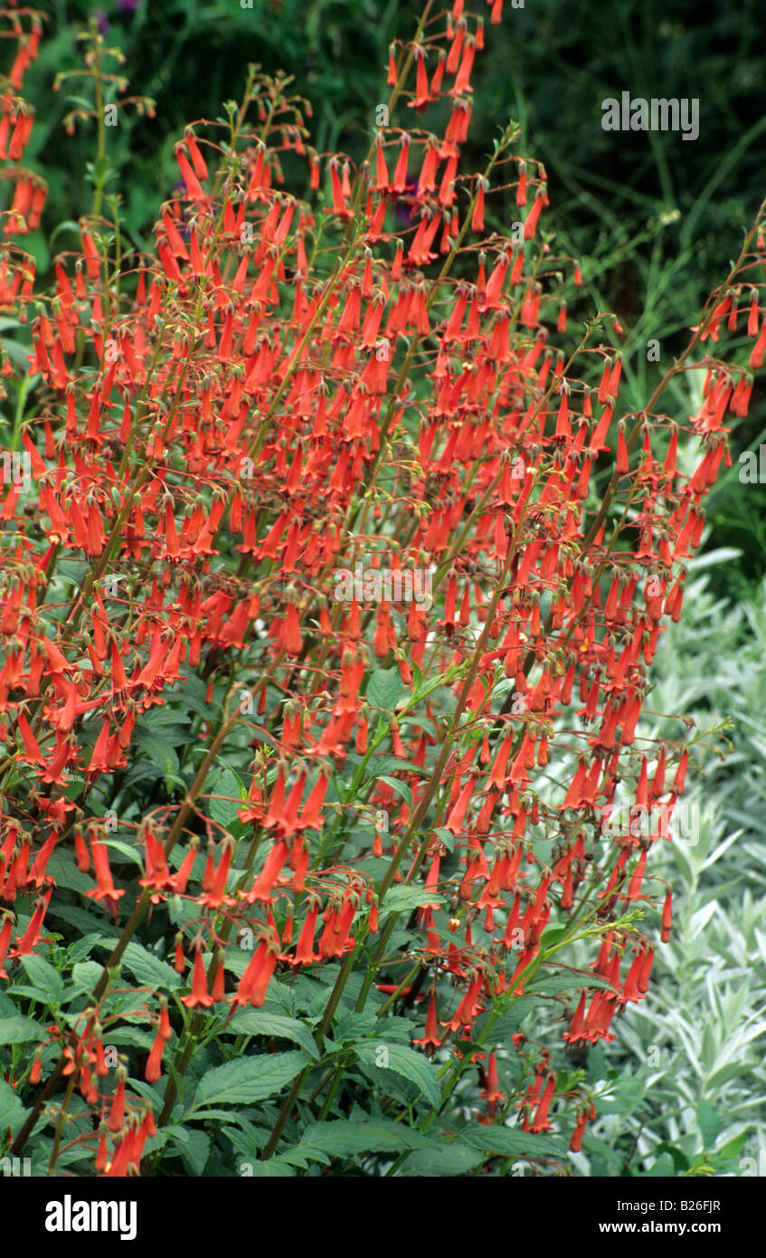 Phygelius x rectus African Queen Stock Photo - Alamy