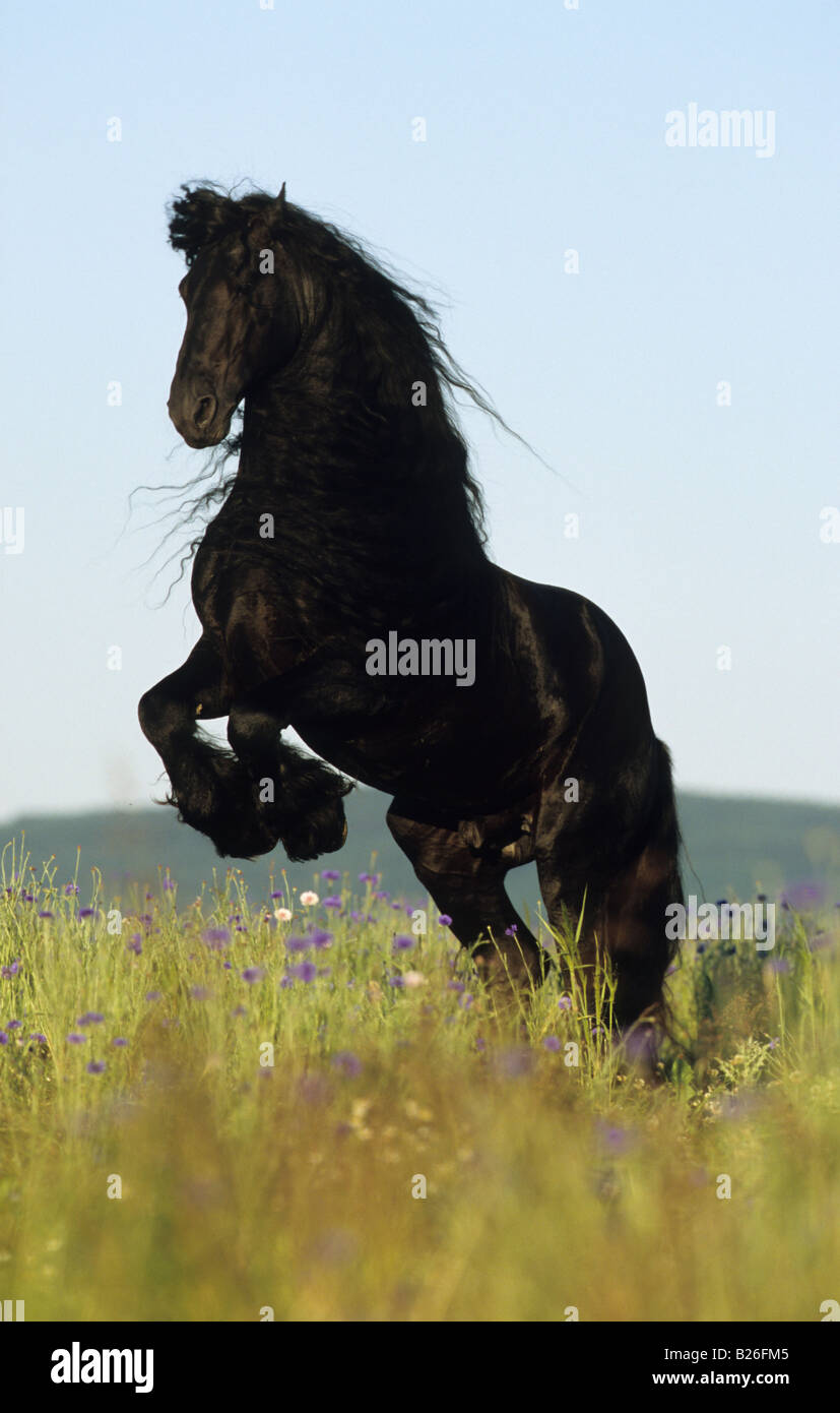 Friesian Horse (Equus caballus), rearing stallion on a meadow Stock ...