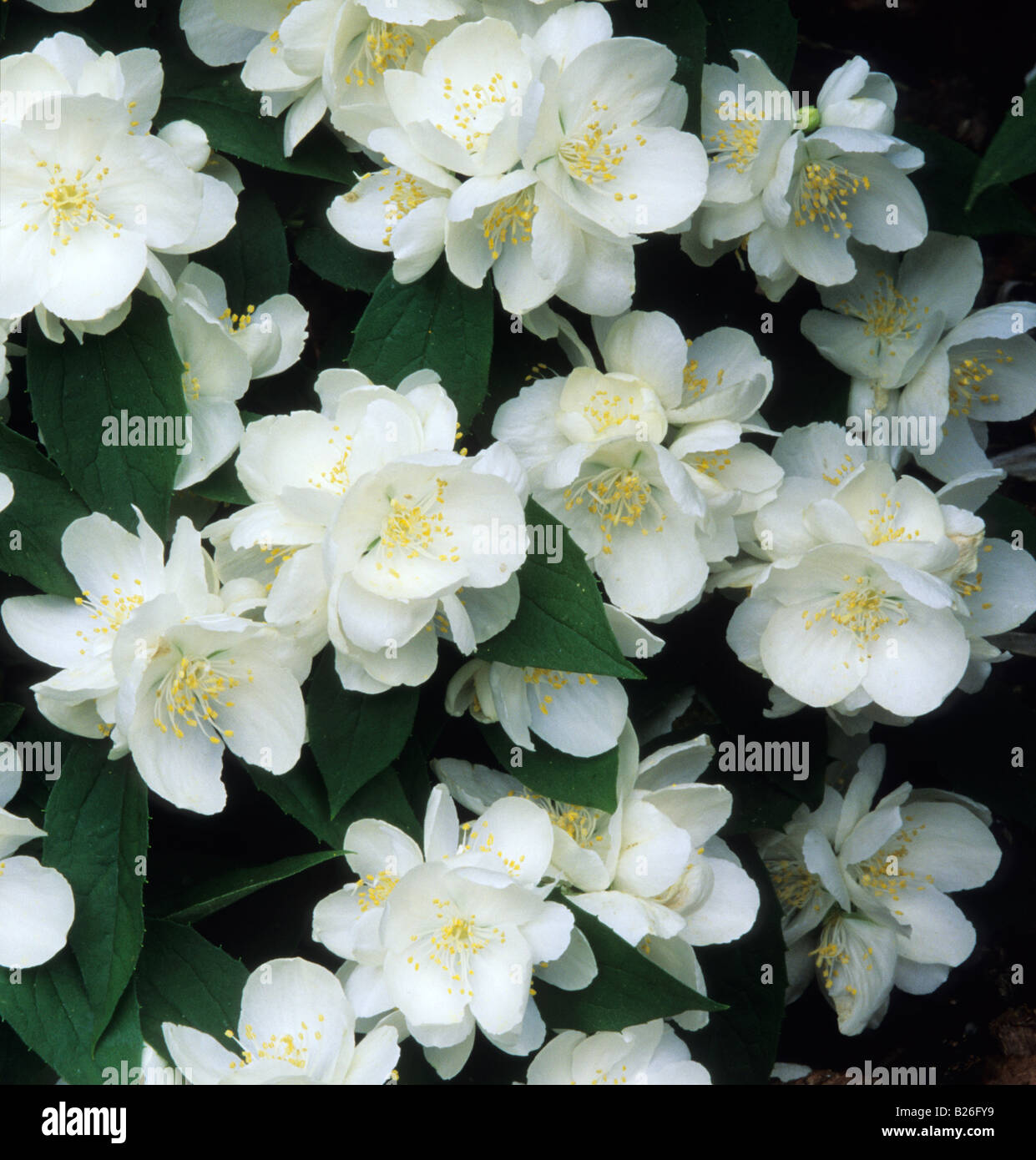 Philadelphus burfordensis hi-res stock photography and images - Alamy