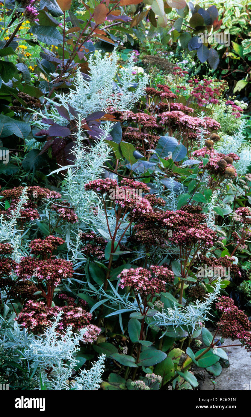 Sedum matrona hi-res stock photography and images - Alamy