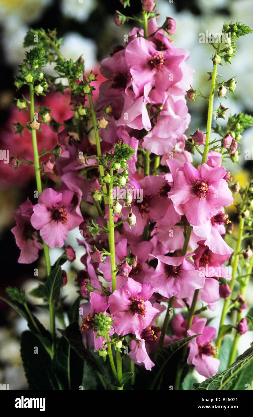 Verbascum Pink Kisses Stock Photo - Alamy