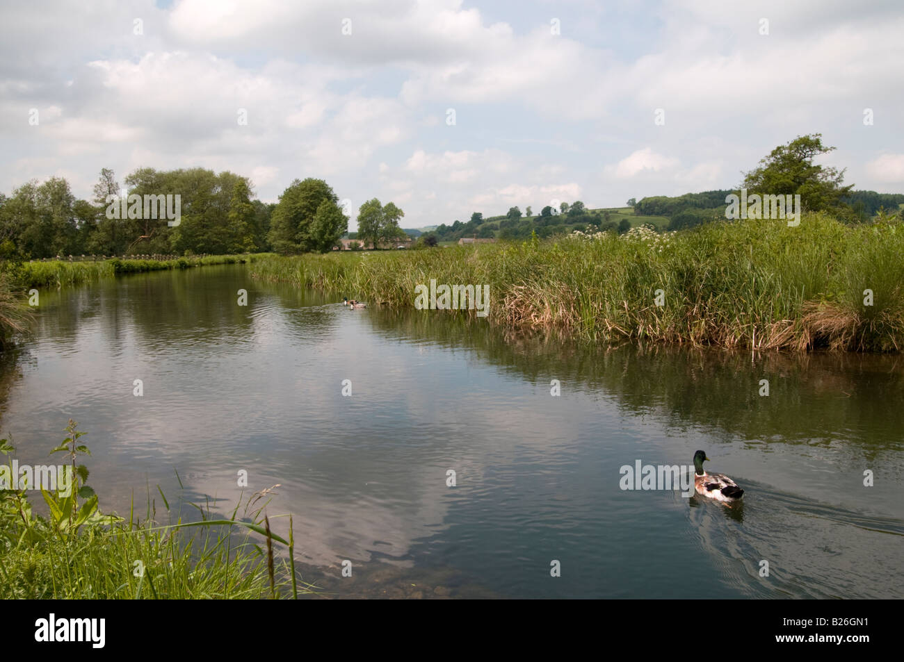 River Wye in Derbyshire Peak District England UK Stock Photo - Alamy