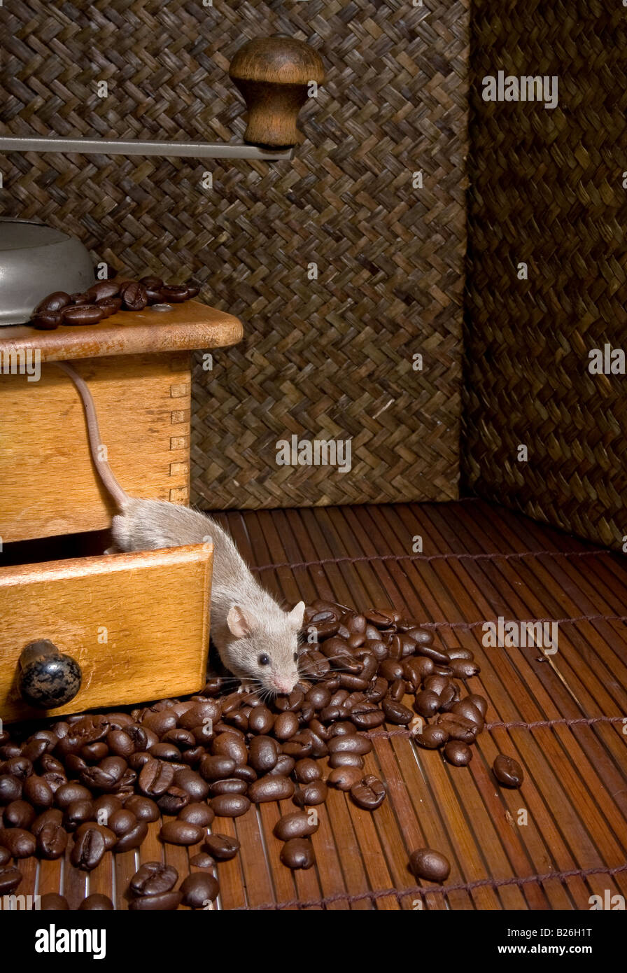 Little gray mouse leaving a coffee grinder Stock Photo - Alamy