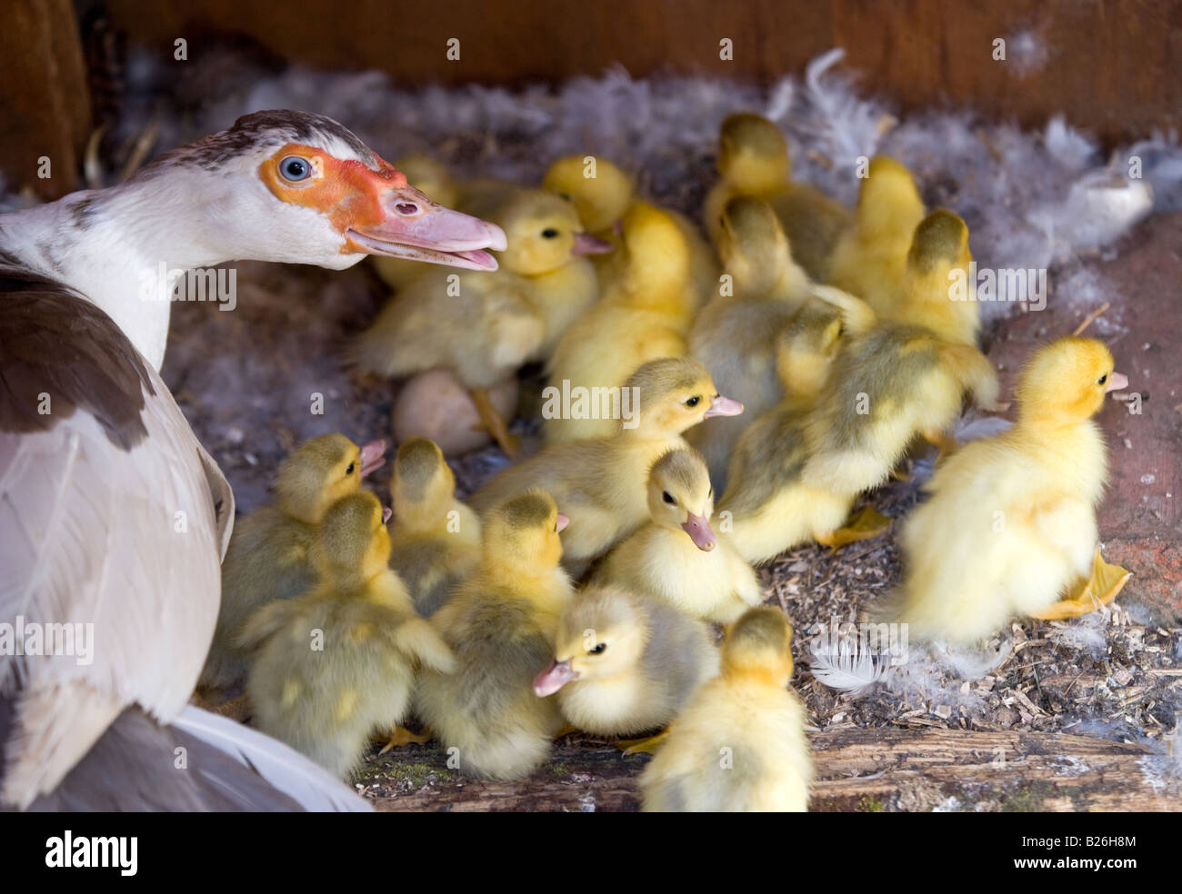 Muscovy ducks uk hi-res stock photography and images - Alamy
