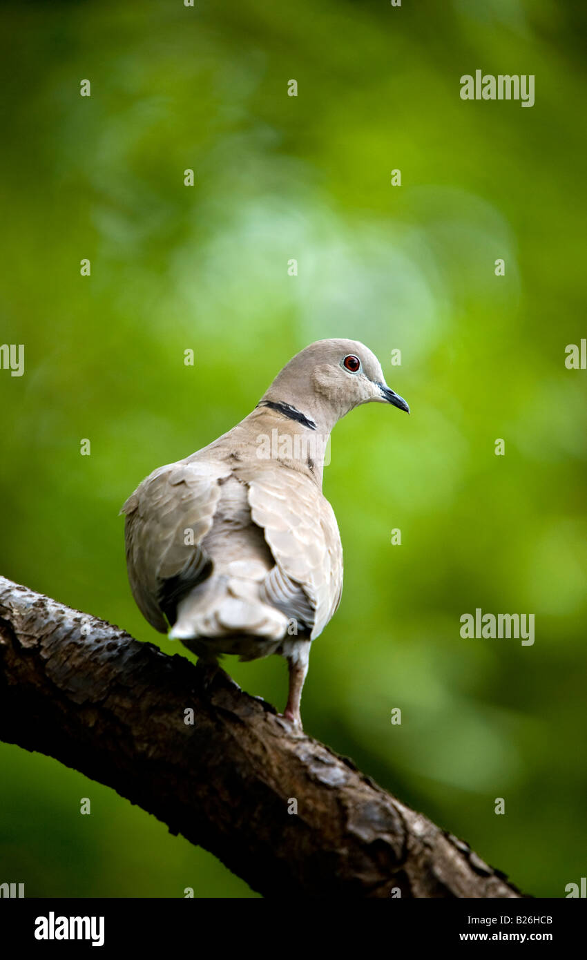 Collared Dove Perching On Branch - Streptopelia decaocto Stock Photo ...
